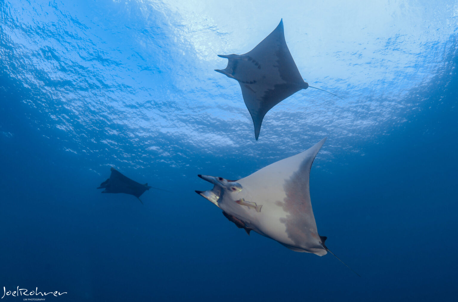 Princess Alice Bank - sharkdivingazores